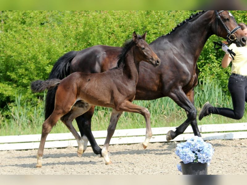 Horsebreeder International – Die exclusive Plattform für Pferdezüchter ...